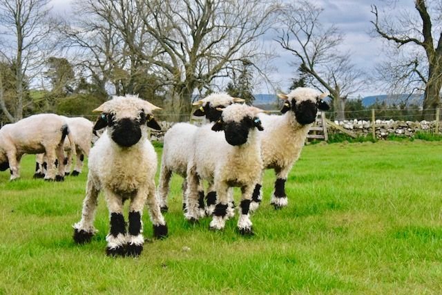 Lambs For Sale :: Valais Blacknose Sheep Northumberland