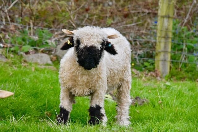 Lambs For Sale :: Valais Blacknose Sheep Northumberland